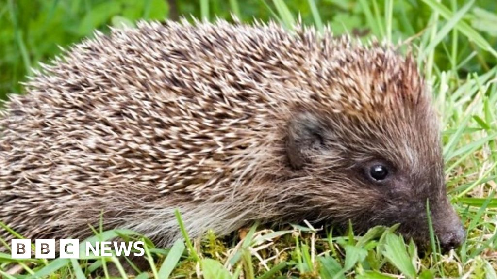 The village that made itself hedgehog friendly - BBC News