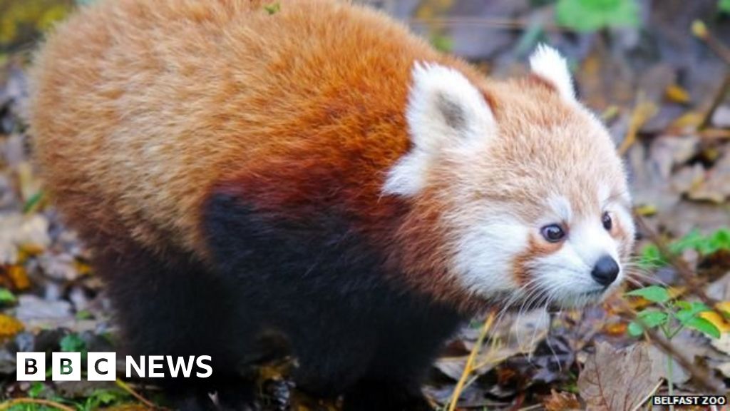 Red panda escapes from Belfast Zoo - BBC News