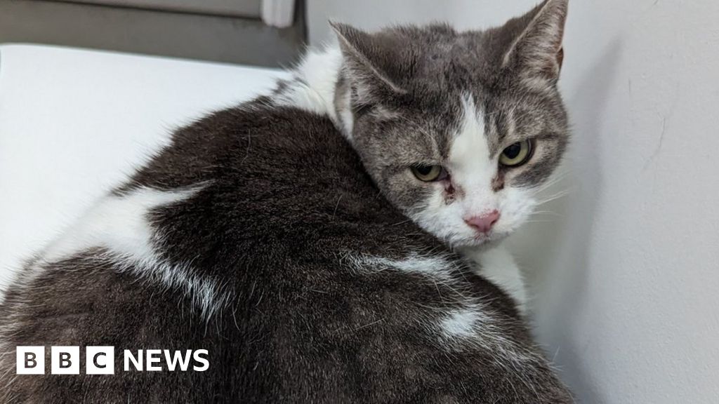 Overweight cat dumped in cage in Collingham on hot day