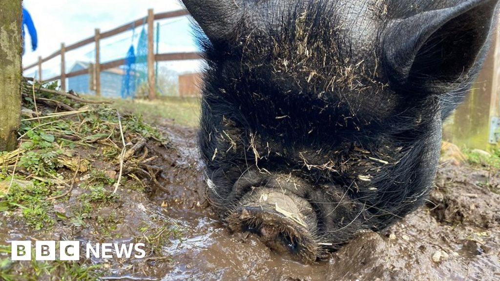 Campaign to save Barry the water-hating pig from flooded field - BBC News