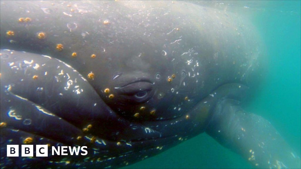 Whale's eye view: Footage reveals hidden whale world - BBC News