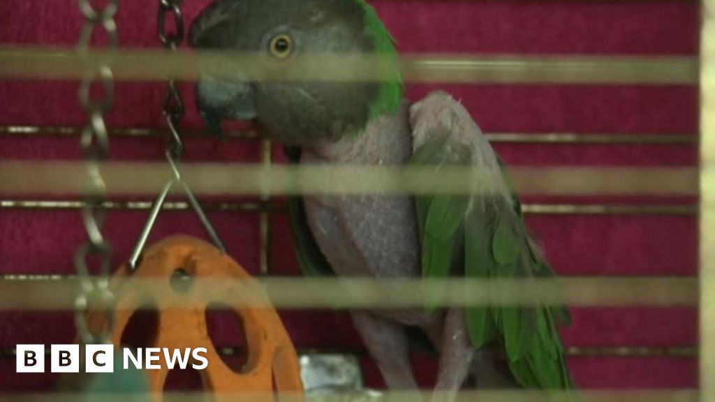 Home wanted for 'bald' parrot Sonny - BBC News