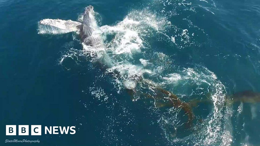 Watch: Whales 'kelping' off the eastern coast of the US - BBC News