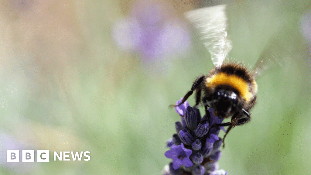 Survey suggests increased concern for plight of bumblebee - BBC News