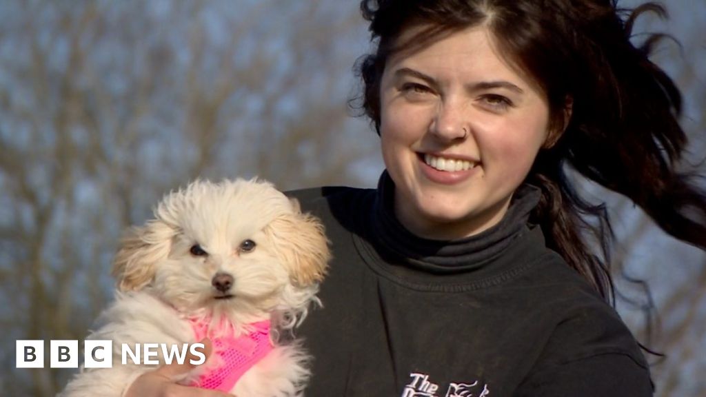 Lockdown puppies lead to rise in demand for doggy day care - BBC News