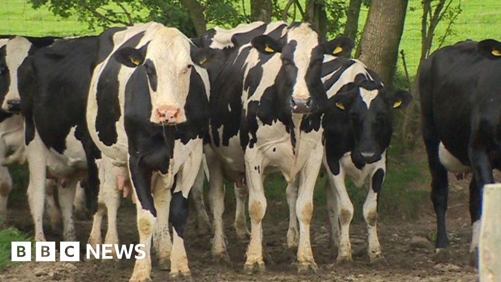 New Rules For Moving Livestock Delayed To September BBC News new-rules-for-moving-livestock-delayed-to-september-bbc-news