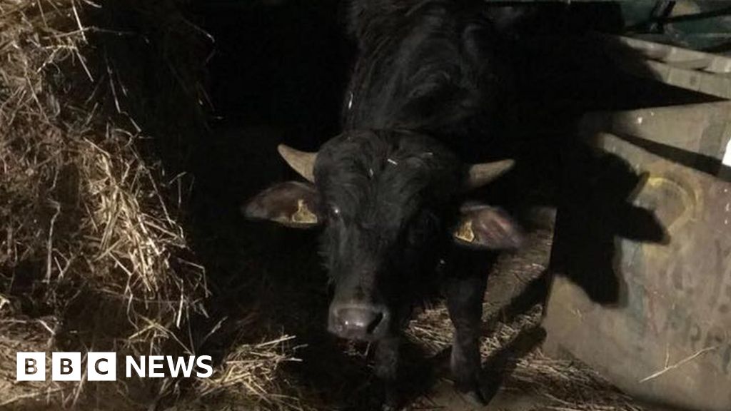On-the-run buffalo bull returns to Fife home