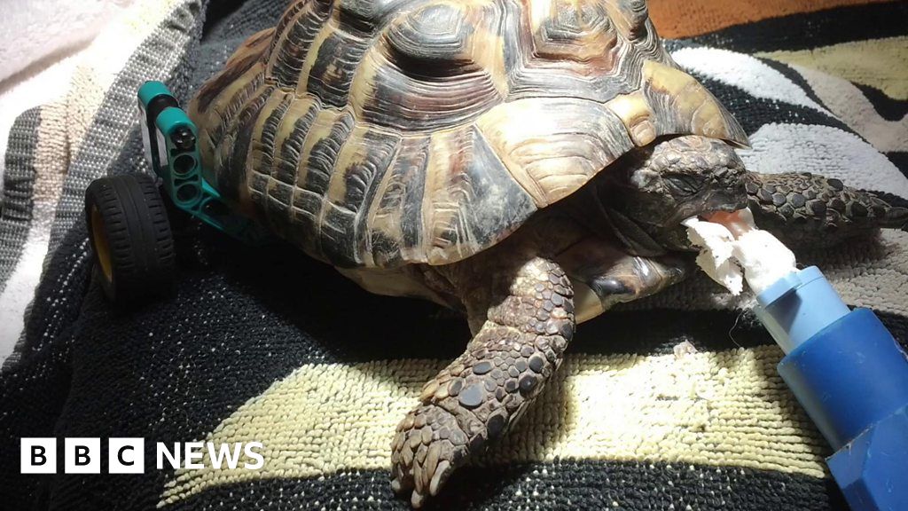 Jack the tortoise has a toy leg after accident with garden strimmer ...