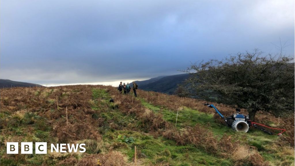 Climate change: Tree planting to help rural communities