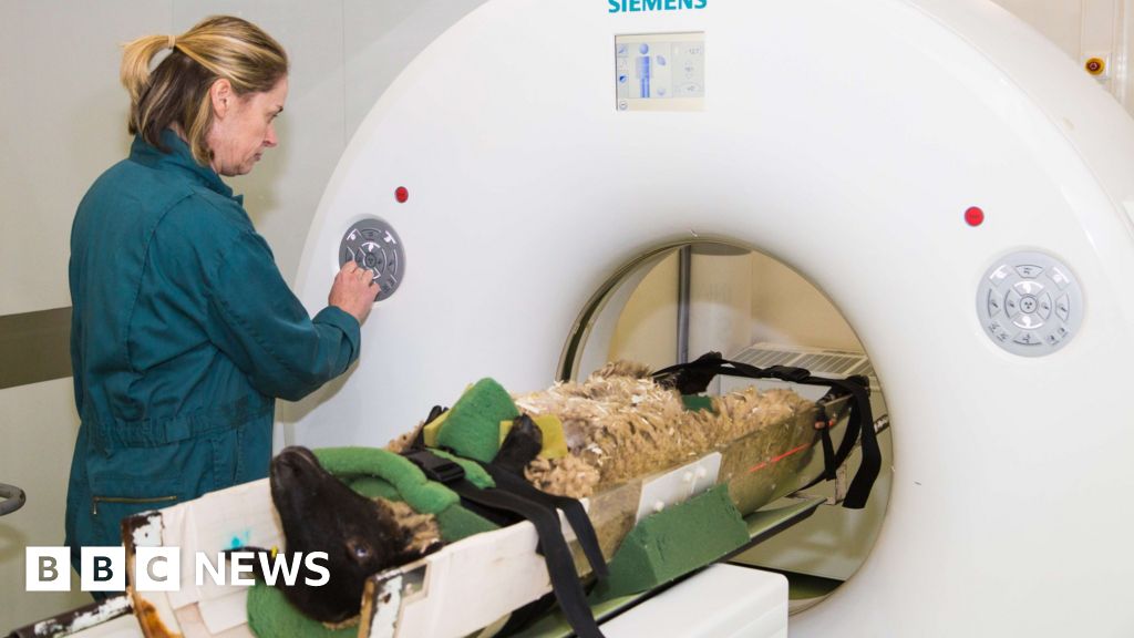 CT scans to 'improve' Scotland's sheep stocks