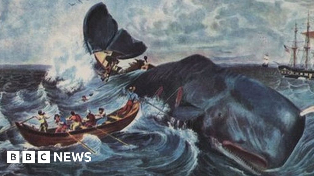 Burton Constable: Plea to return 'Moby Dick' whale bones - BBC News