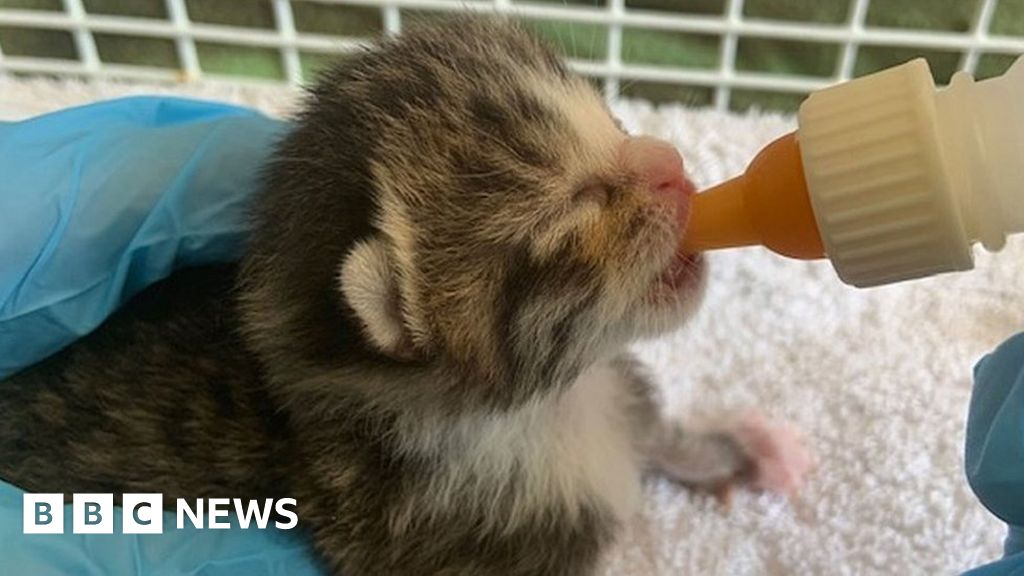Rescued kittens in Cornwall named after British healthcare figures ...