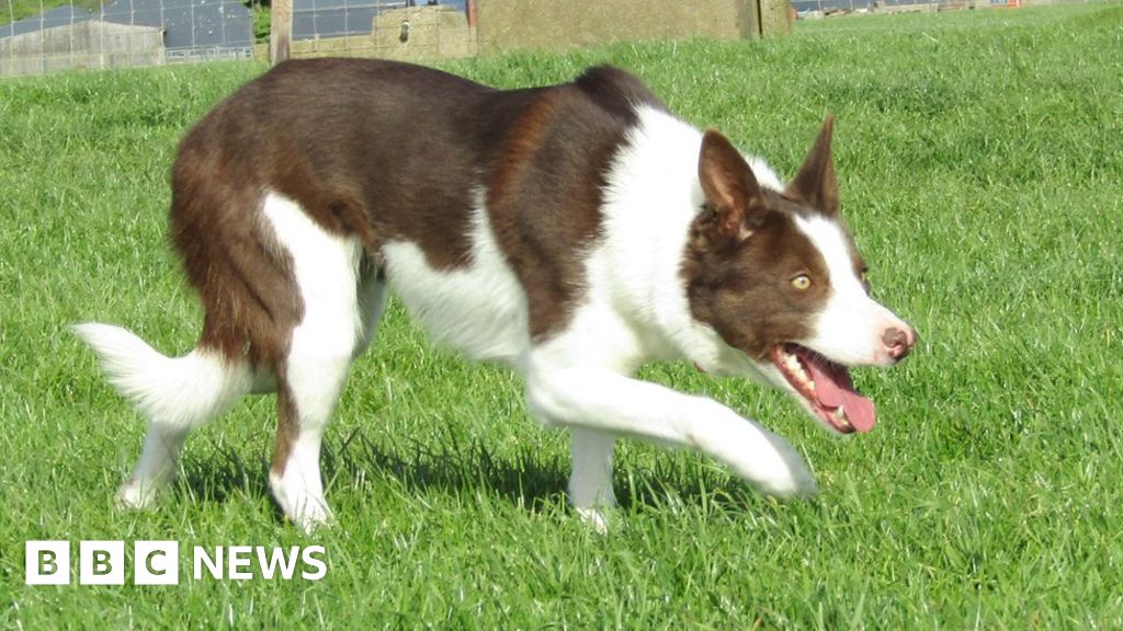 Teenage sheepdog trainer sells collie for £7,000 - BBC News