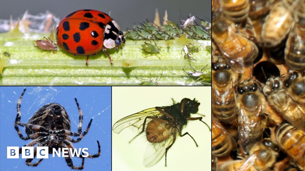 Plagues of pests: When the bug population explodes - BBC News