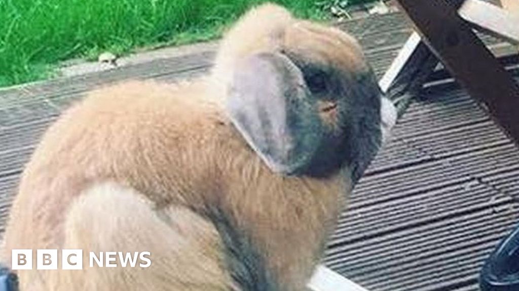 'Croydon cat killer': Harpenden and Luton rabbit attacks 'linked' - BBC ...