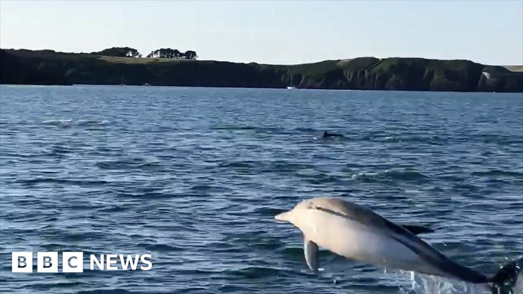 'Huge' pod of dolphins caught on camera off Milford Haven