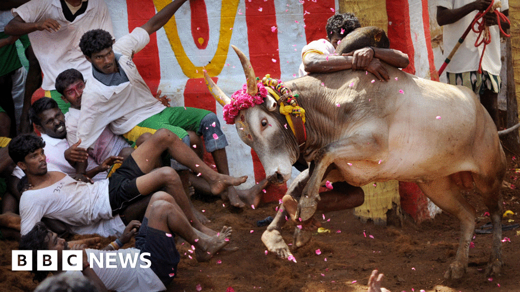 Jallikattu: India order to allow Tamil Nadu bullfighting challenged ...
