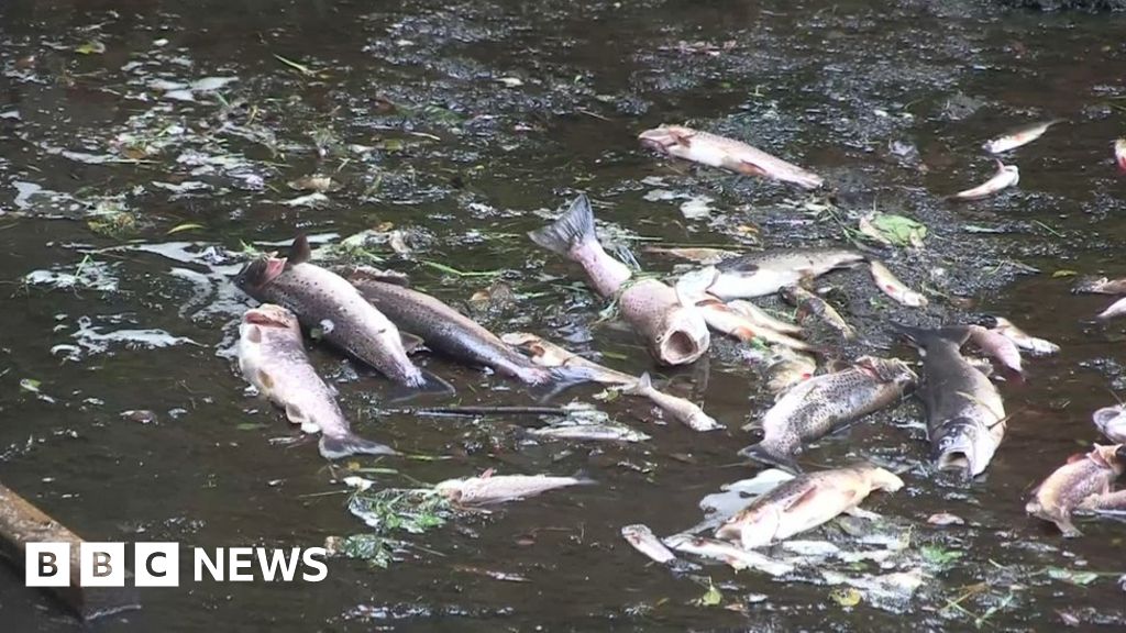 Kesh River: Chemicals found in water after Fermanagh fish kill - BBC News