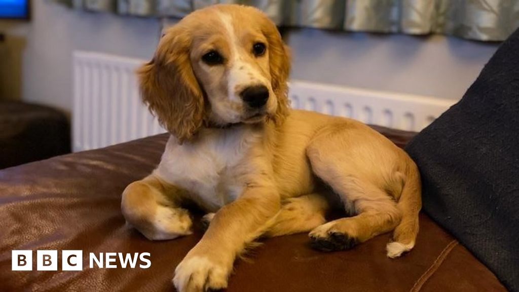 Alabama rot: Dog owner warns of disease after pet dies - BBC News