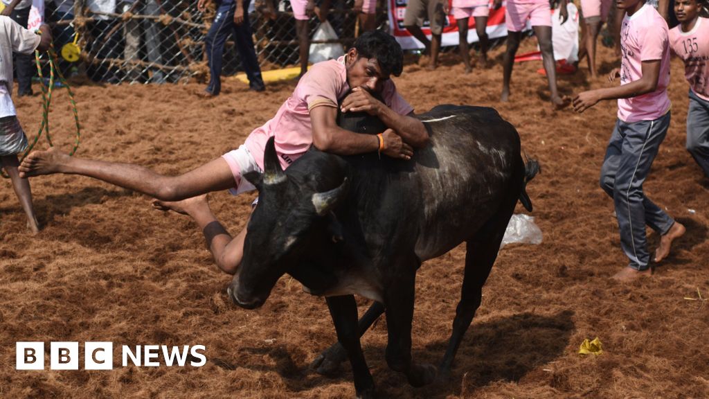Jallikattu: Five gored to death at Indian bull-taming event