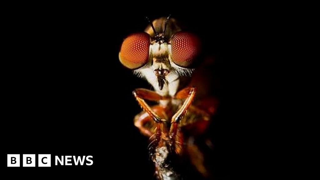 Robber fly: Hunting secrets of a tiny predator revealed - BBC News