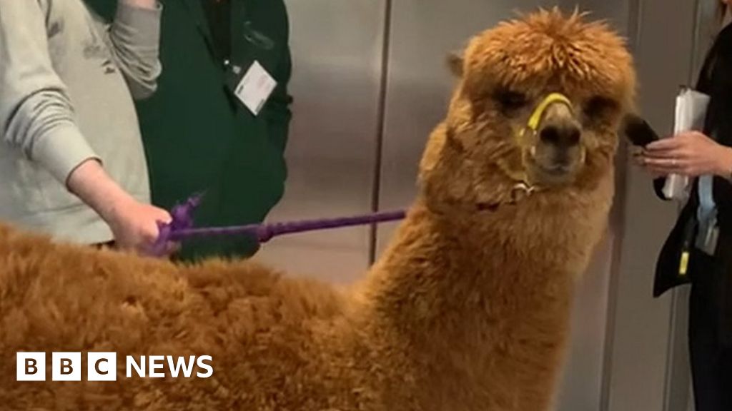 I brought an alpaca up like a baby - now she thinks I'm her mum - BBC News