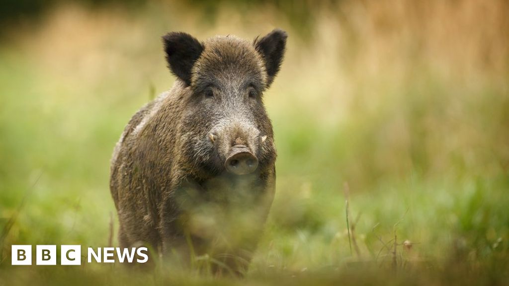Denmark backs fence on German border to keep out wild boar - BBC News