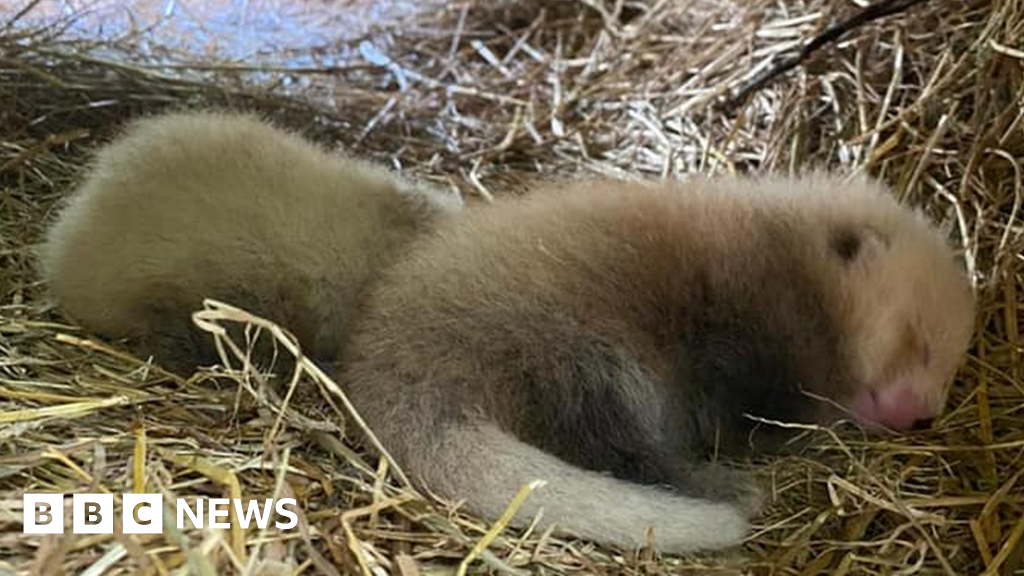 Two endangered red panda cubs born at Curraghs Wildlife Park