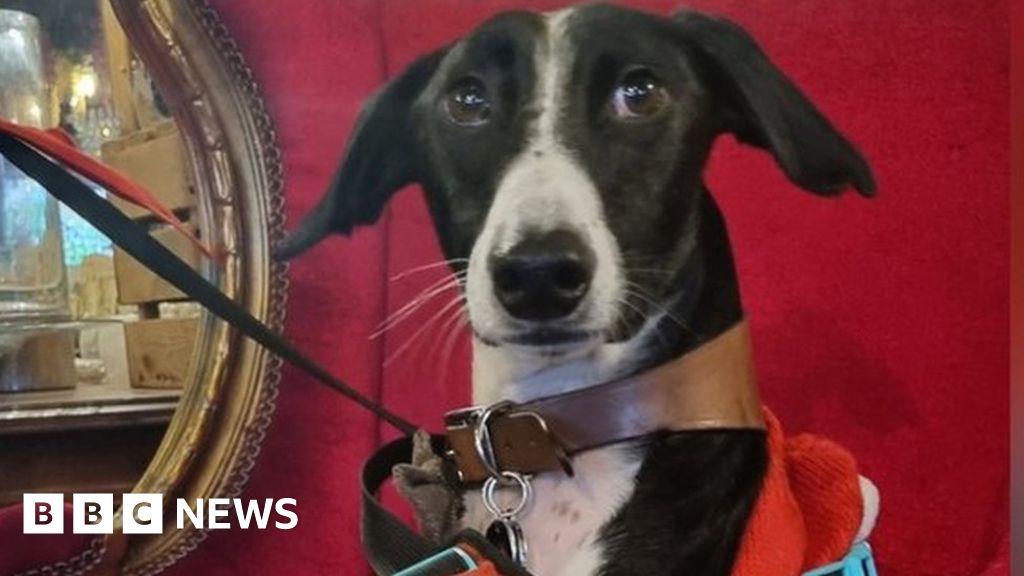 'Walking skeleton' dog dumped in Barnsley gets new lease of life