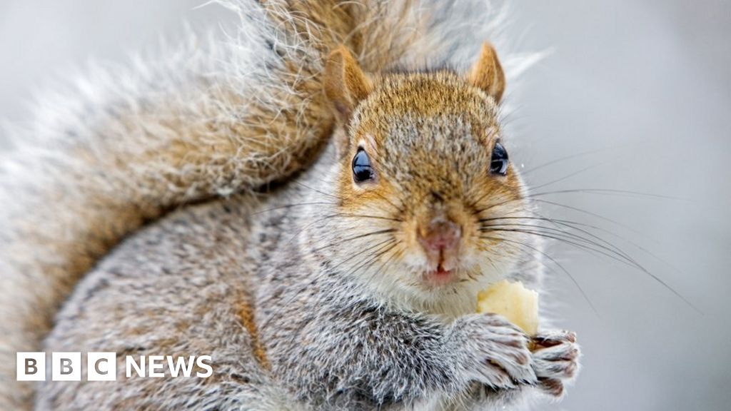 Leigh-on-Sea: Nibbling squirrels delay Christmas lights switch-on
