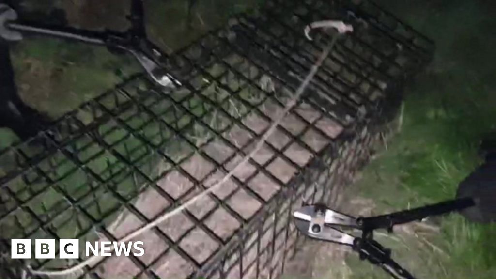 Anti-cull saboteurs destroy badger traps in Devon - BBC News