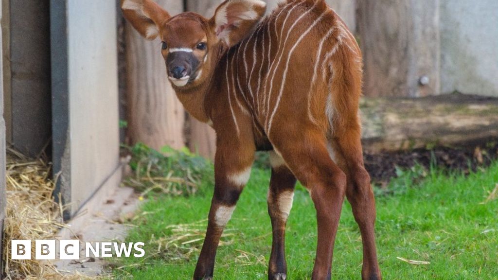 Critically-endangered mountain bongo born at Marwell Zoo - BBC News