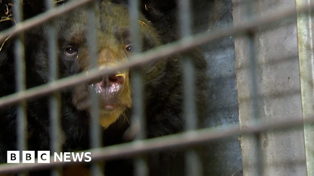 Bear rescued from Ukraine arrives at Scottish home - BBC News