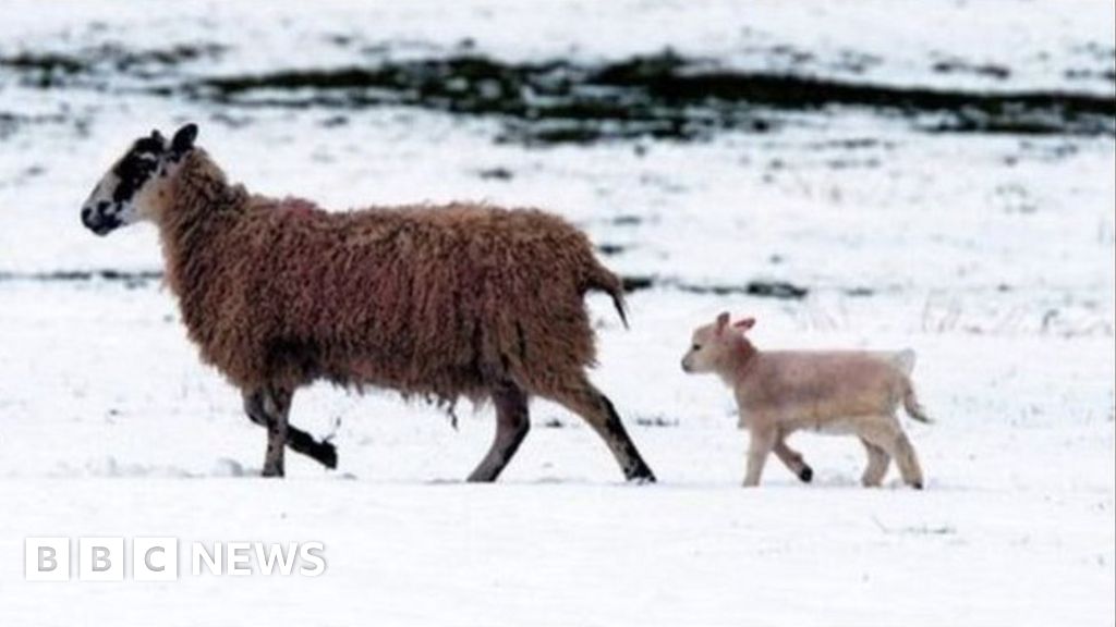 Police warn over sheep worrying incidents in Fife - BBC News