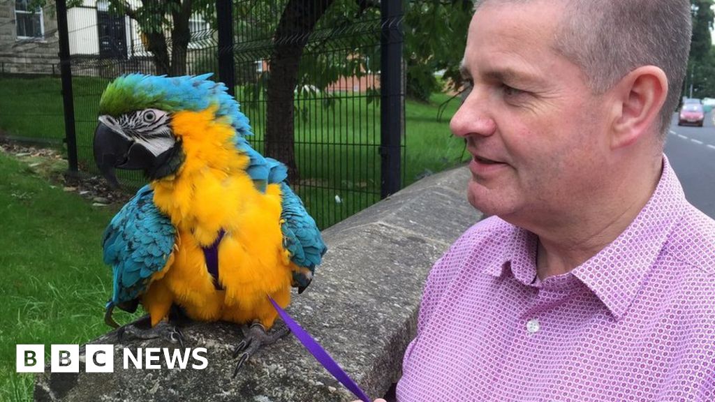 Dandering Derry parrot turns heads daily - BBC News