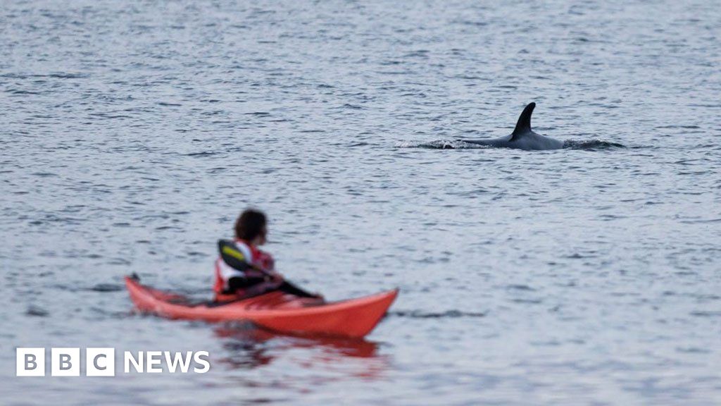 Wildlife watchers' close encounter with orcas near Wick
