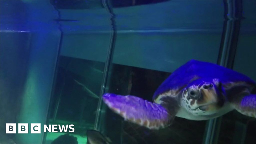Turtle washed up in Donegal flown back to the wild - BBC News