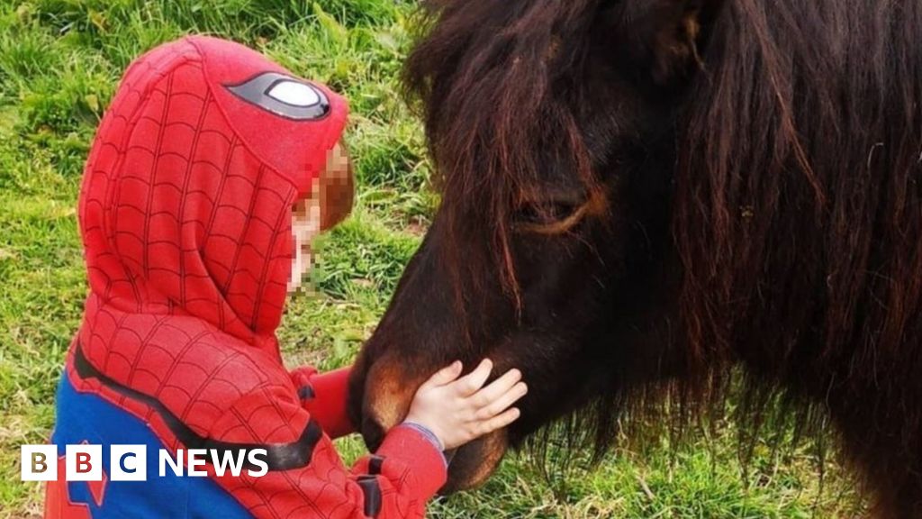 Normanton pony beaten to death in 'sickening attack' - BBC News