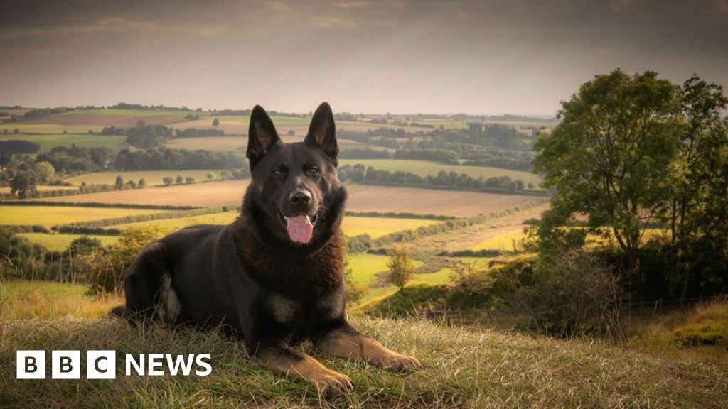 Crime-fighting dogs pose for charity calendar