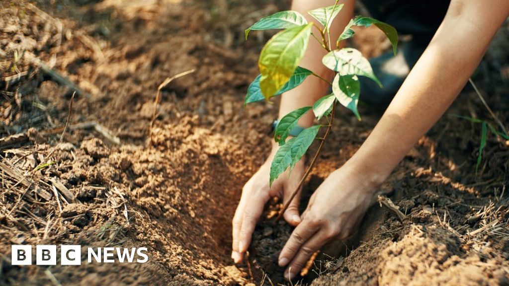 COP26: Engineer to plant trees to offset lifetime's CO2