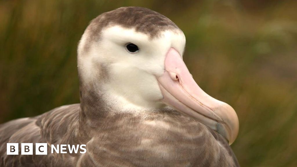 The giant albatross endangered by monster mice - BBC News
