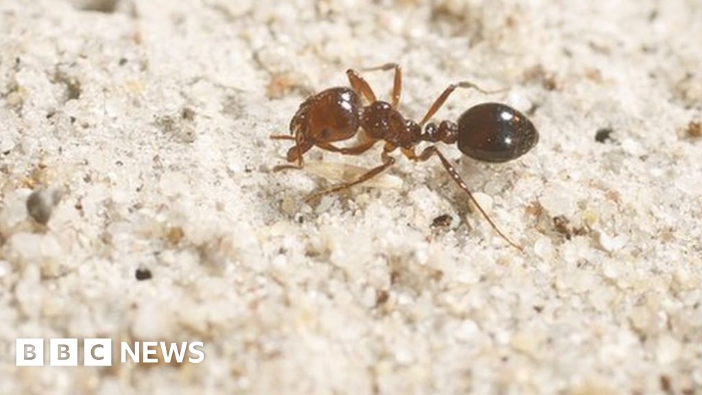 Floating fire ants form rafts in Houston floodwaters