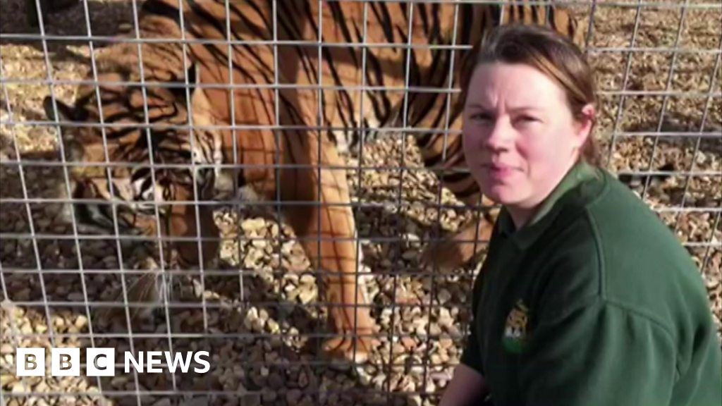 Zoo tiger death: Aerial shots show Hamerton Zoo Park - BBC News