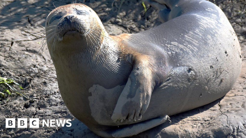 Seal found 17 miles inland on Somerset Levels