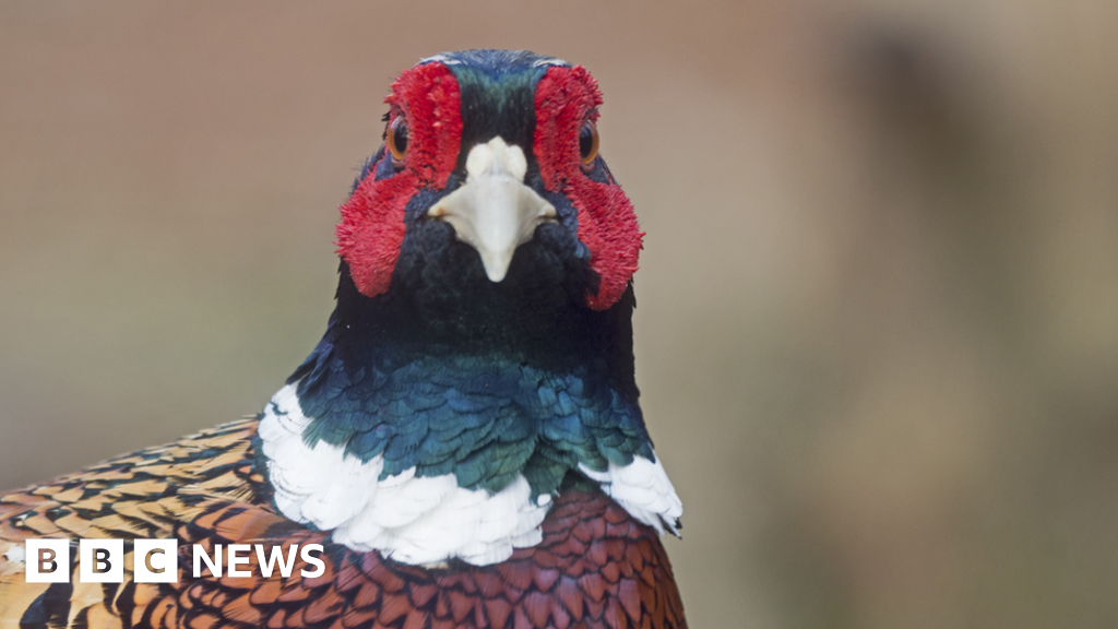 Hundreds of pheasants feared stolen from farms - BBC News
