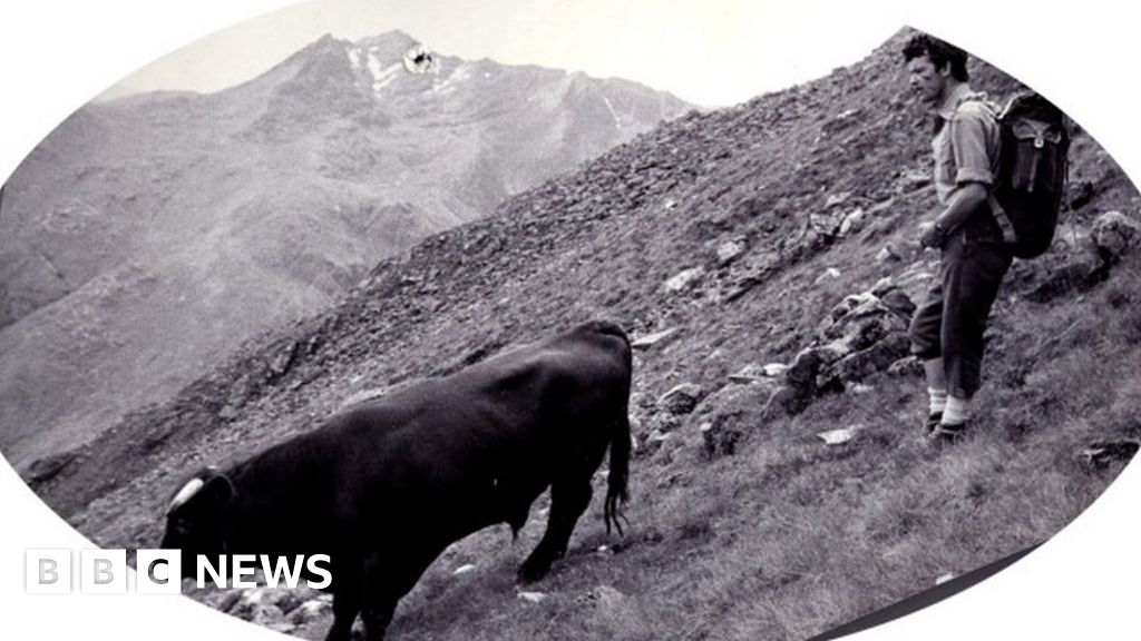 When a raging bull climbed a Scottish mountain - BBC News