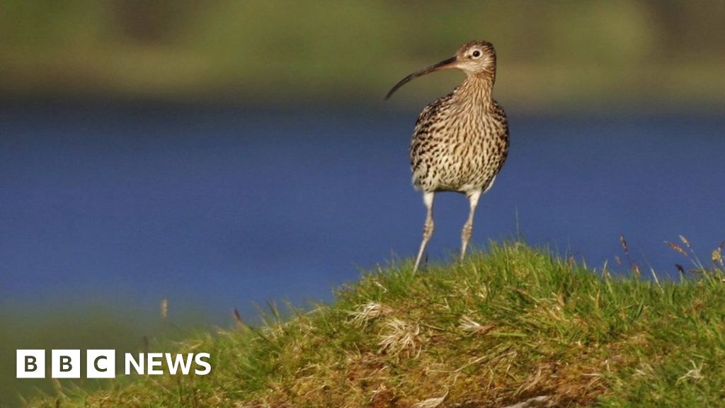 Listening out for Fermanagh's 'elusive' curlews