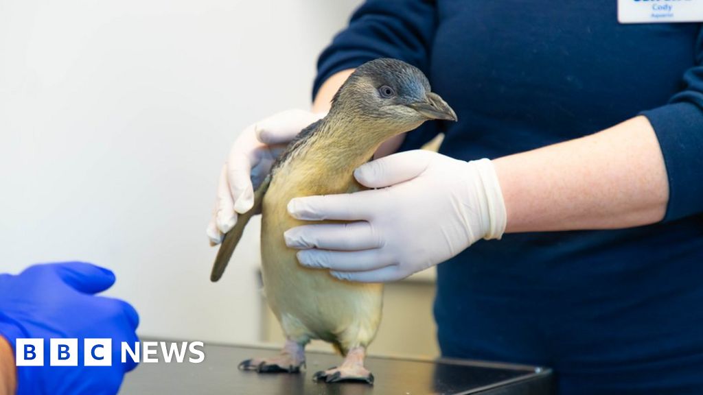 Penguin becomes first to undergo MRI scan in Somerset - BBC News