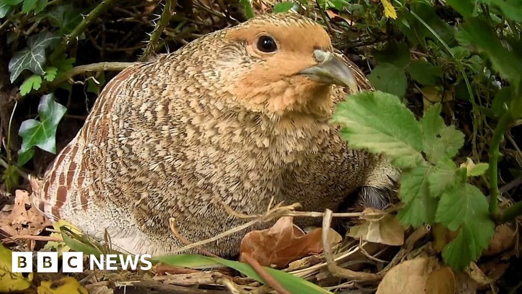 Winterwatch returns to Wild Ken Hill in Norfolk