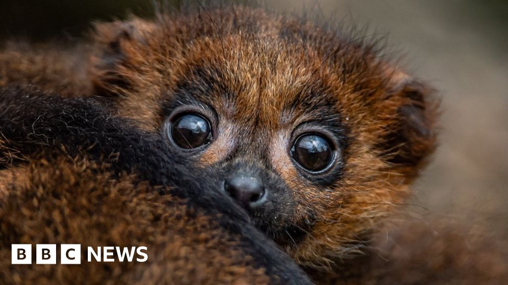 Chester Zoo celebrates first red-bellied lemur birth - BBC News
